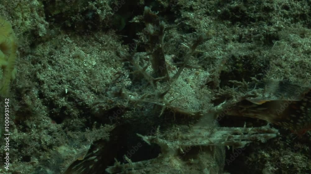 A stick stingfish (Inimicus filamentosus), a highly venomous ...