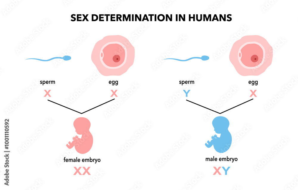 Sex determination in humans. Development of sexual characteristics ...