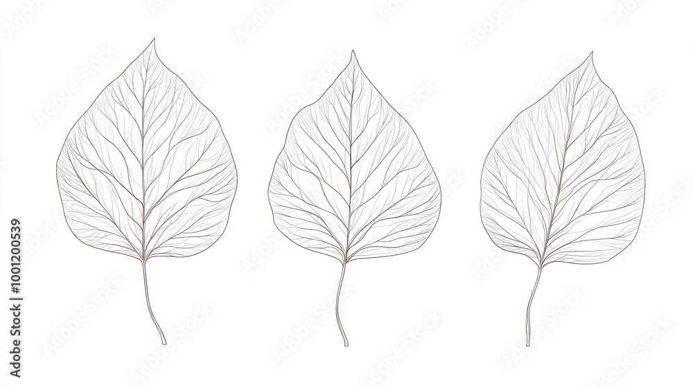 A precise and detailed line drawing depicting three distinctively ...