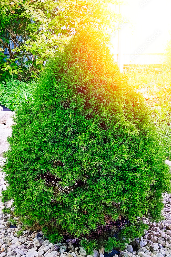 Close-up bright green young short needles of the Canadian spruce Picea ...