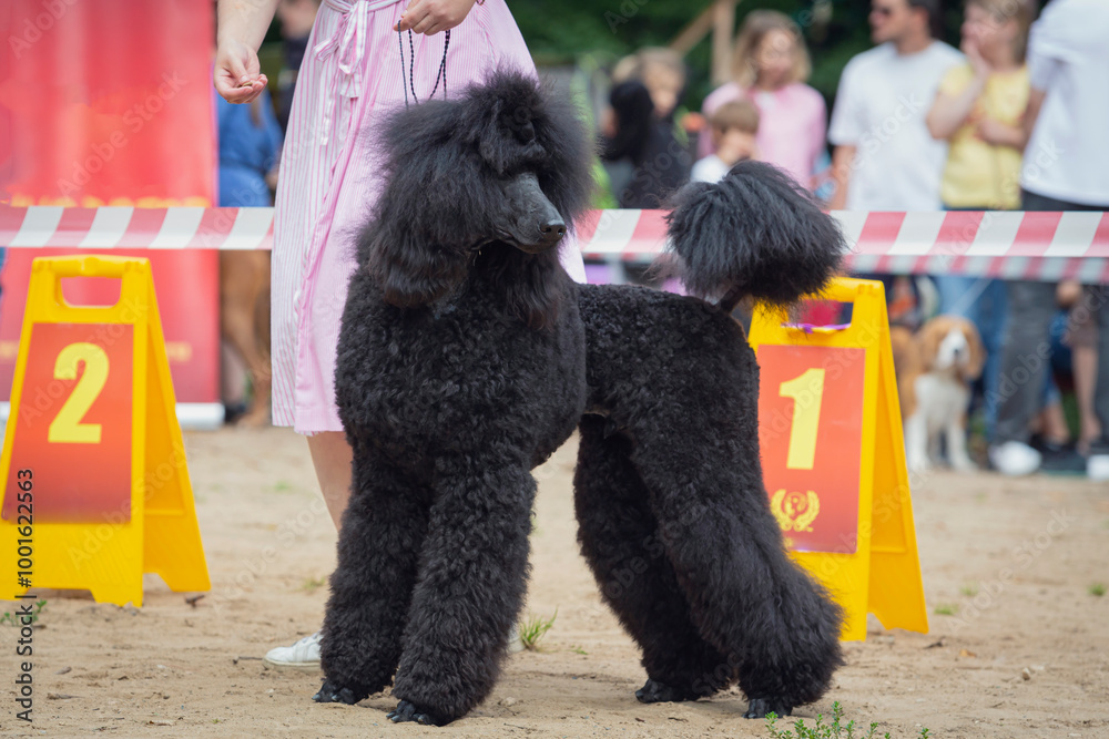 Handler shows a dog breed poodle a dog show. A beautiful poodle dog ...