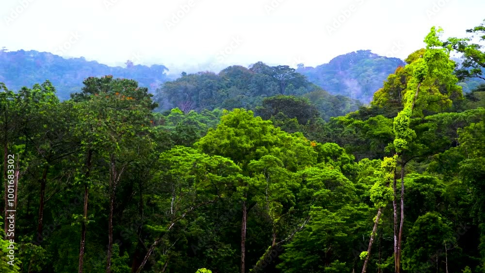 Landscape of a beautiful and mysterious African rain forest. The ...