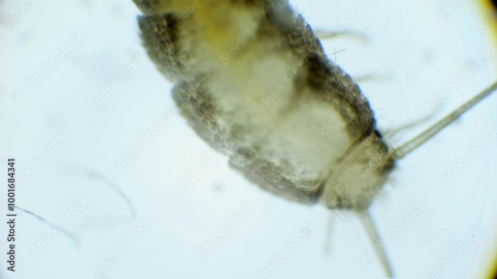 Microscopic view of a silverfish in slow motion. Its silver, wingless ...
