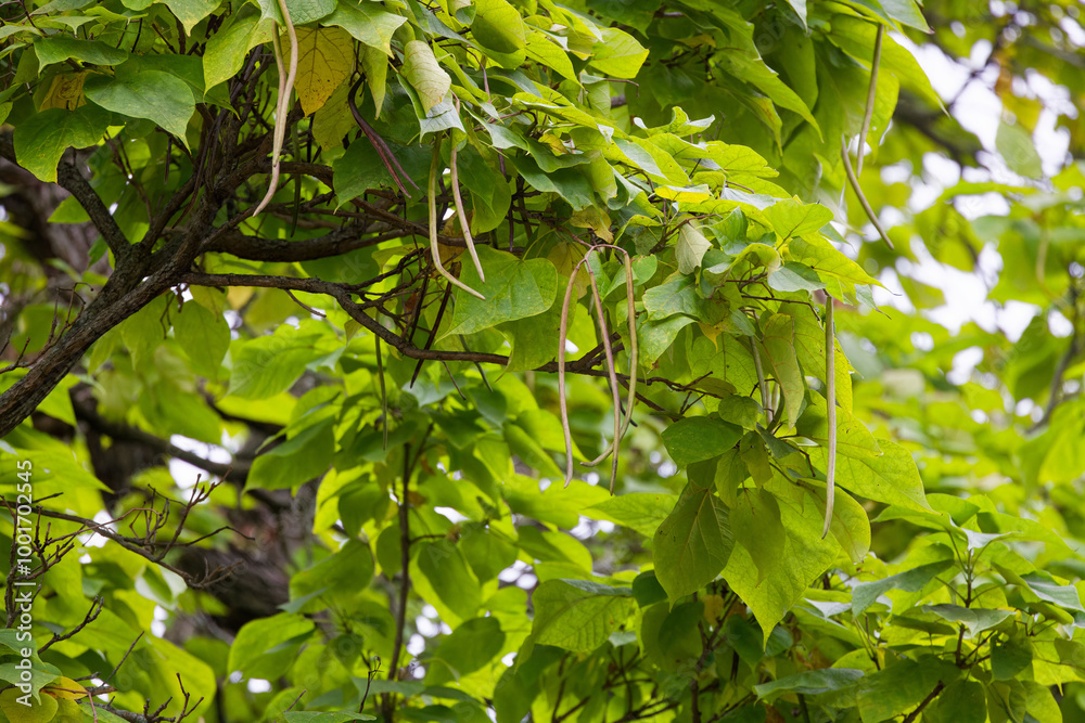 The northern catalpa (Catalpa speciosa), commonly known as the hardy ...