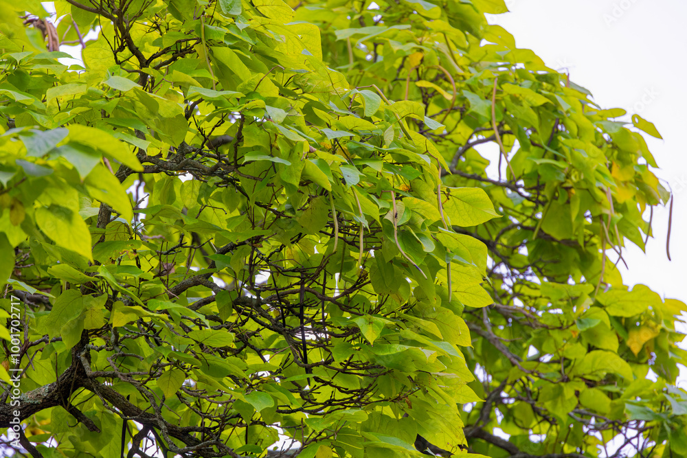 Foto de The northern catalpa (Catalpa speciosa), commonly known as the ...