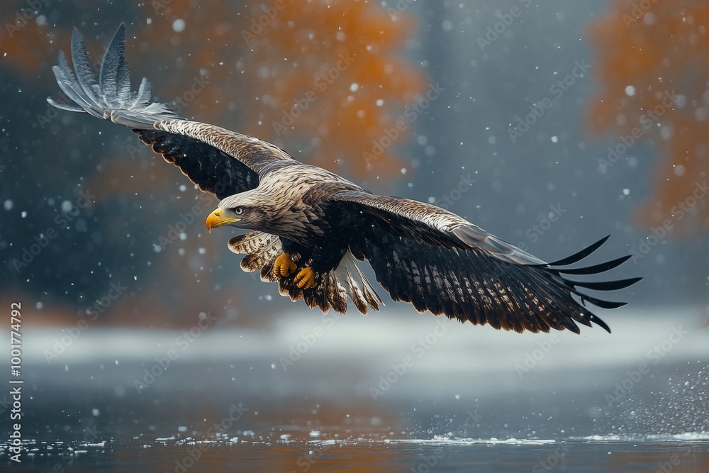 Haliaeetus albicilla, also known as the ern, erne, gray eagle, Eurasian ...