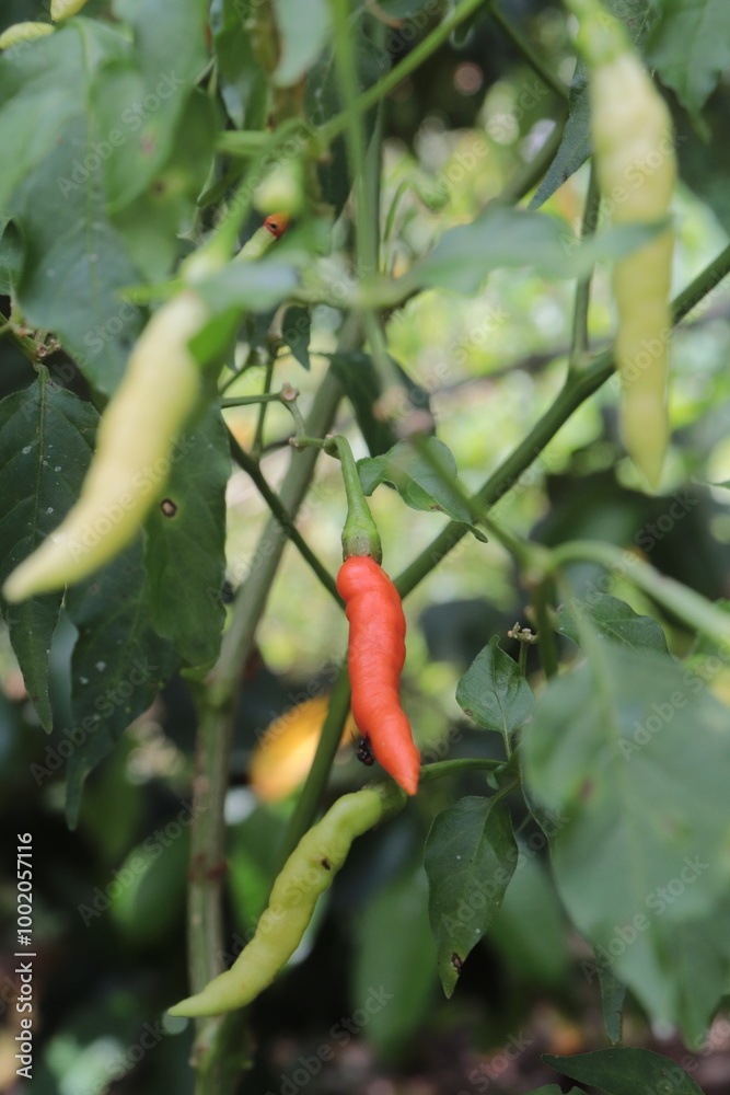Chili Pepper Plant Growing: A vibrant red chili pepper hangs among its ...