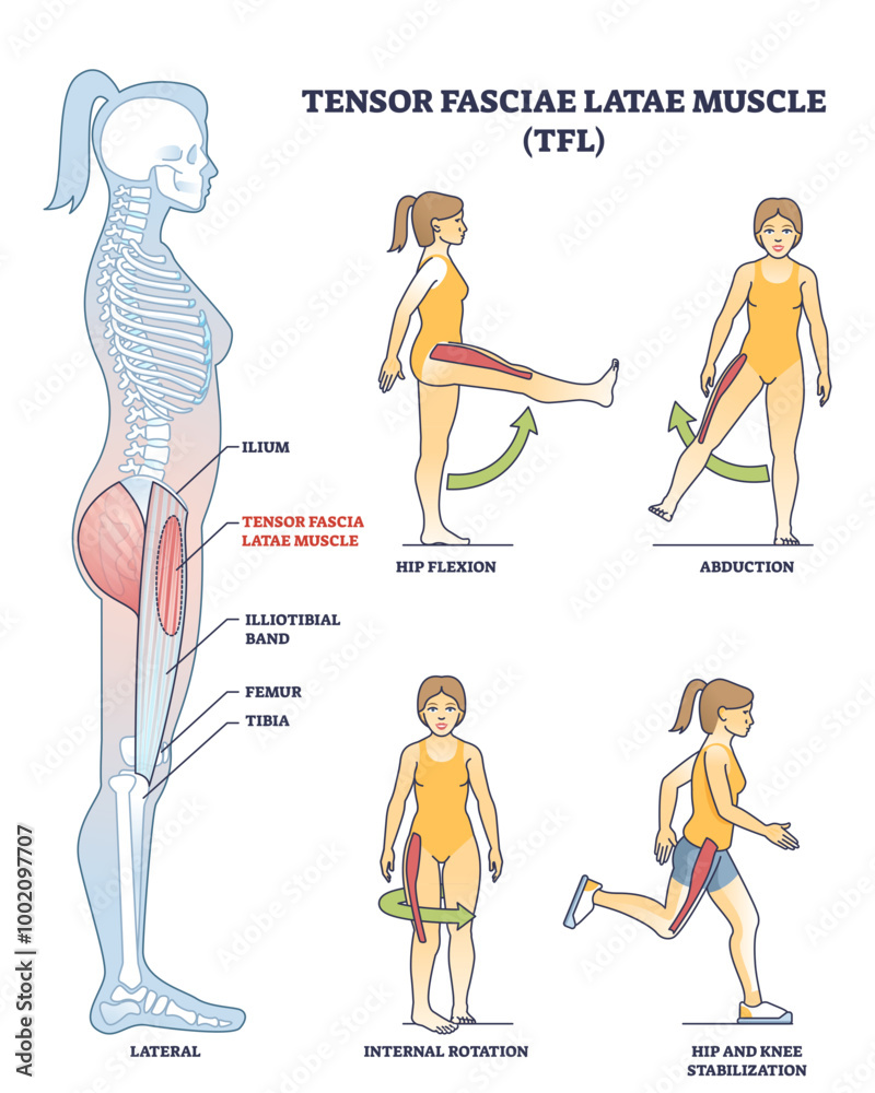 Illustration of Tensor Fasciae Latae muscle anatomy and exercises in ...