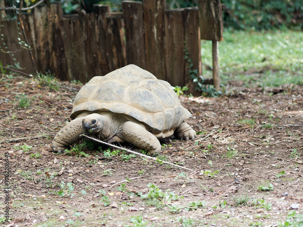 Aldabra giant tortoise endemic species - one of the largest tortoises ...