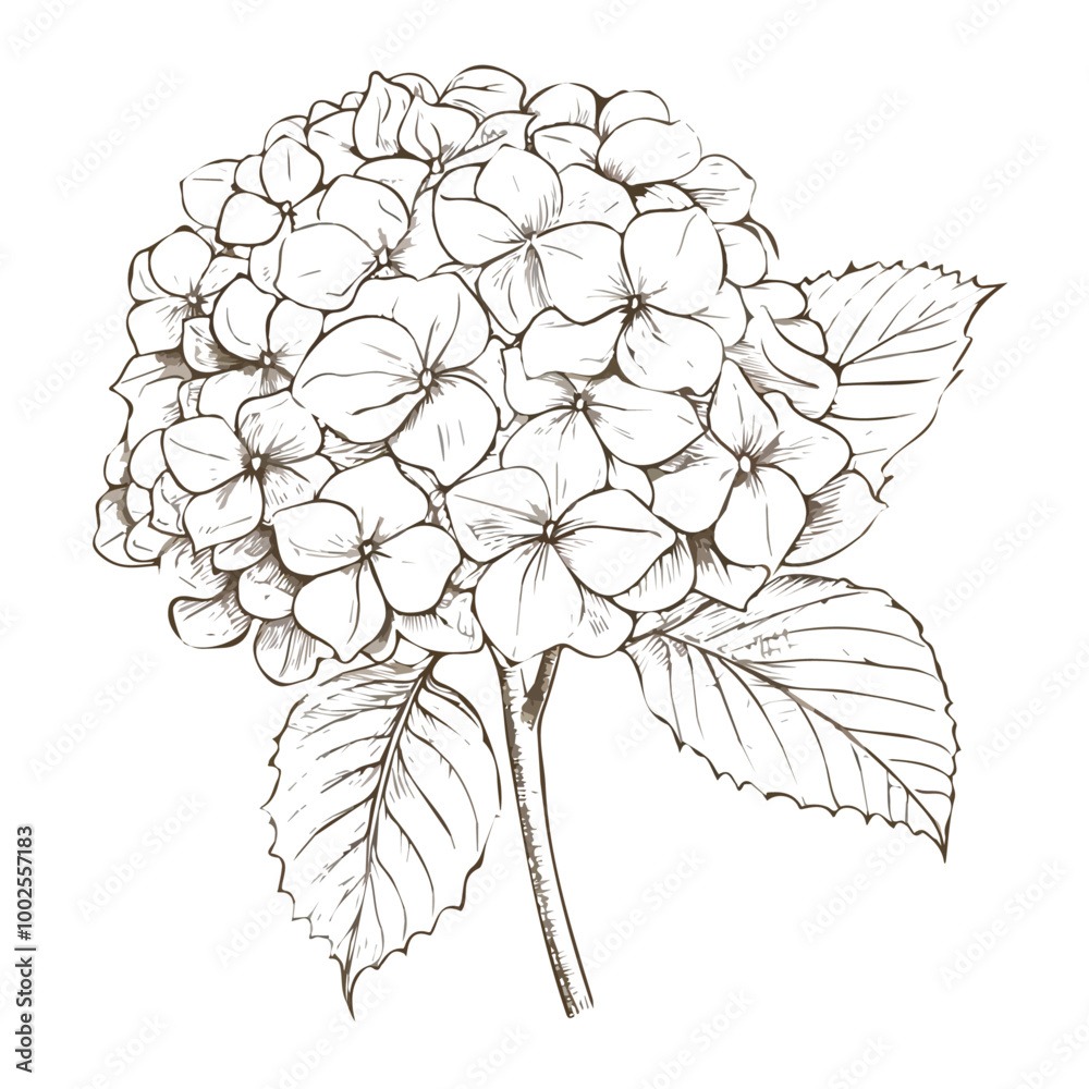 Simple Elegant line drawing of a hydrangea flower. outline drawing of a ...
