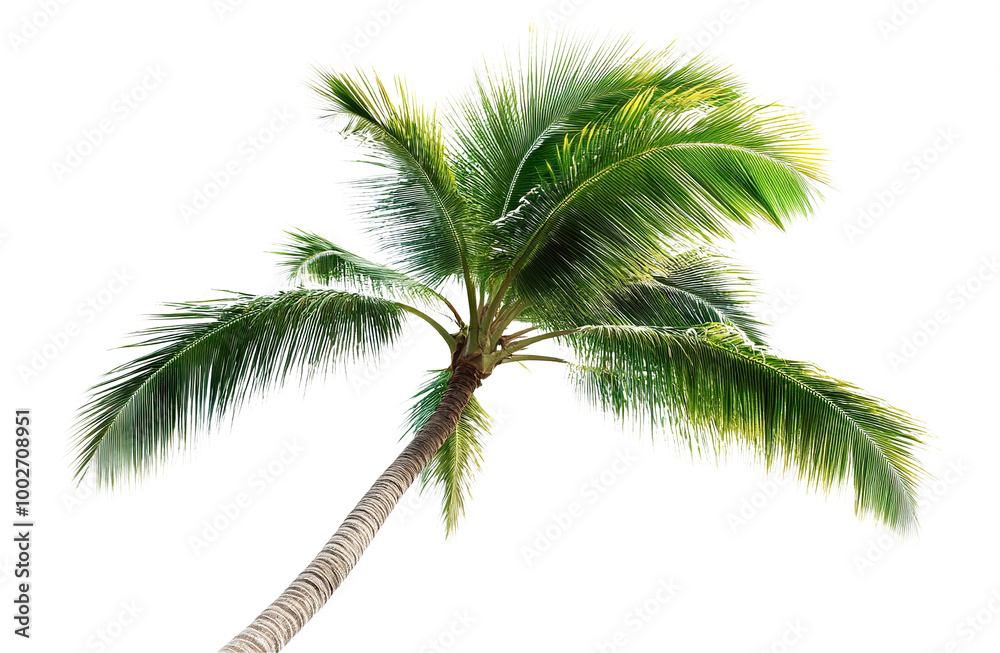 Tropical palm tree, cut out Stock Photo | Adobe Stock