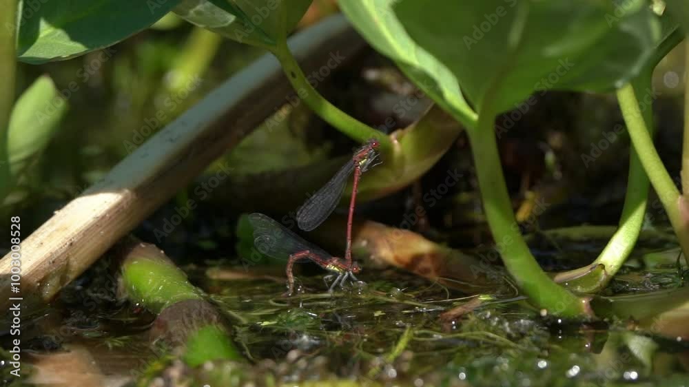 Large Red Damselflies Mating And Laying Eggs Underwater Which Is Part 6113
