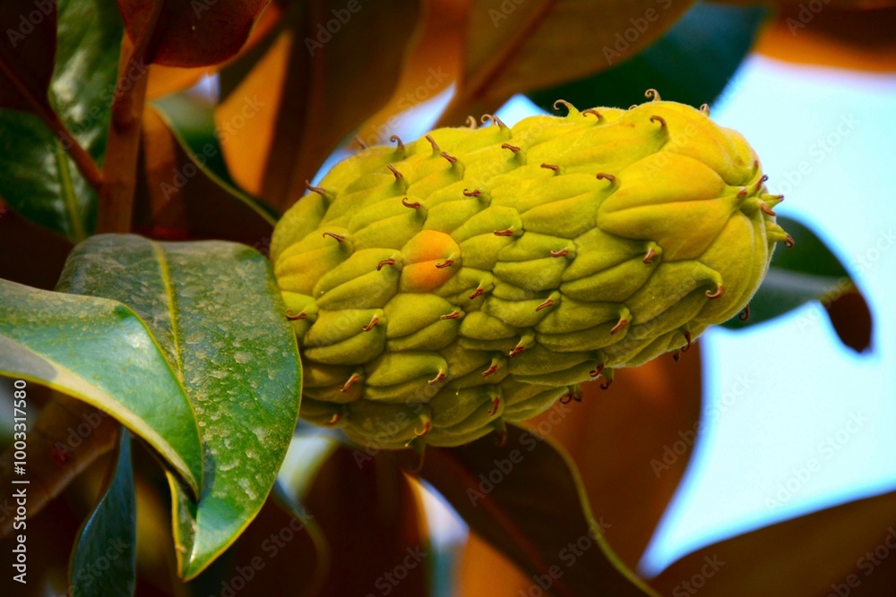 Immature cone-shaped fruit of Magnolia tree in the park in the ...