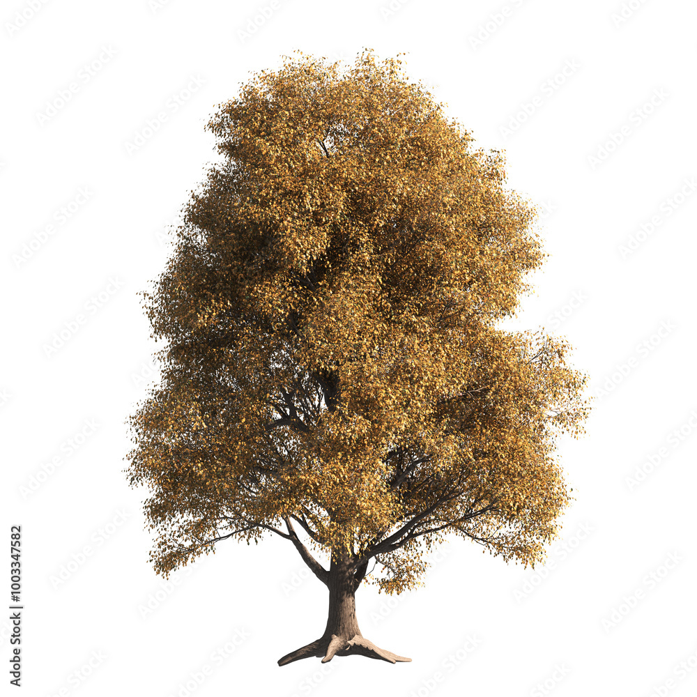 Single Autumn Tree isolated on transparent background. big old Autumn tree with leaves stands ...
