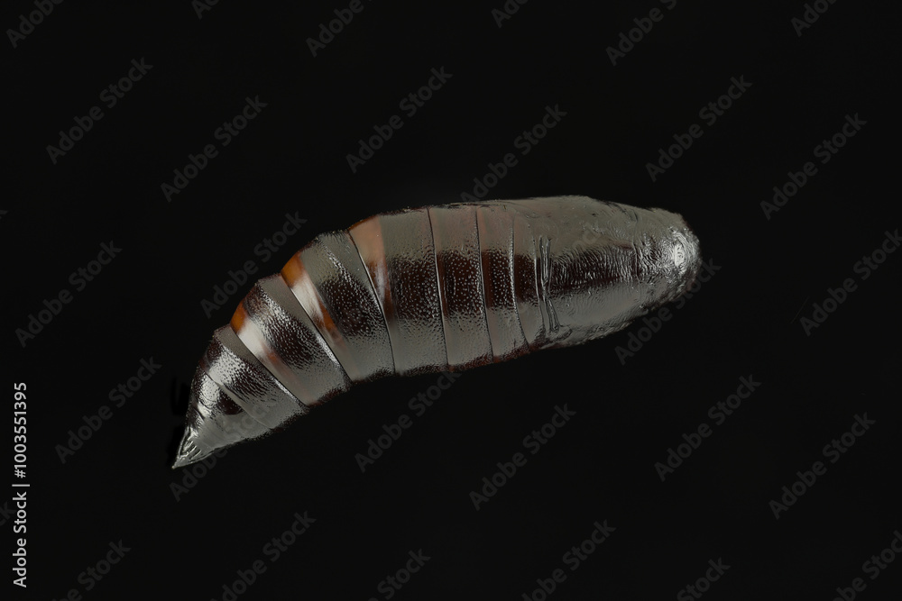 Chrysalis is the pupa stage of a butterfly or moth during its ...