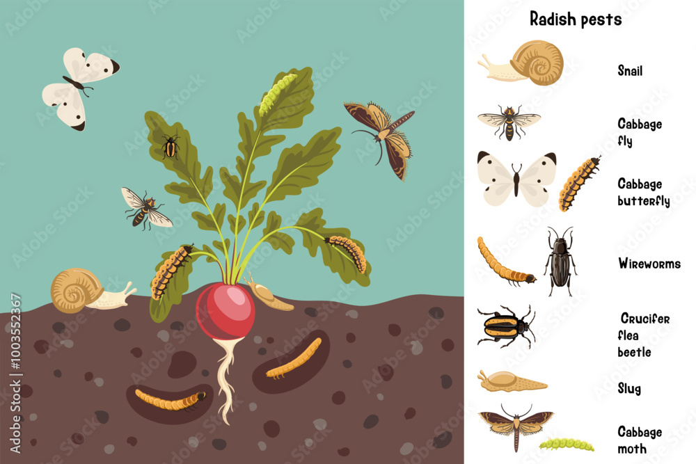 vector drawing plant of radish with root and green leaves and pests ...