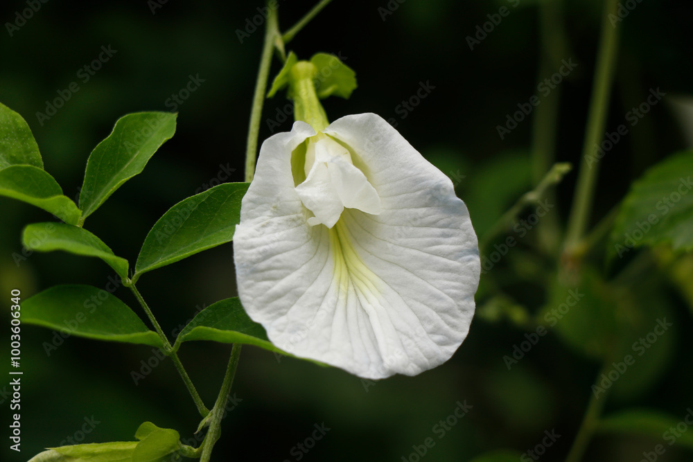 Clitoria ternatea, commonly known as Asian pigeonwings, bluebellvine, blue pea, butterfly pea ...