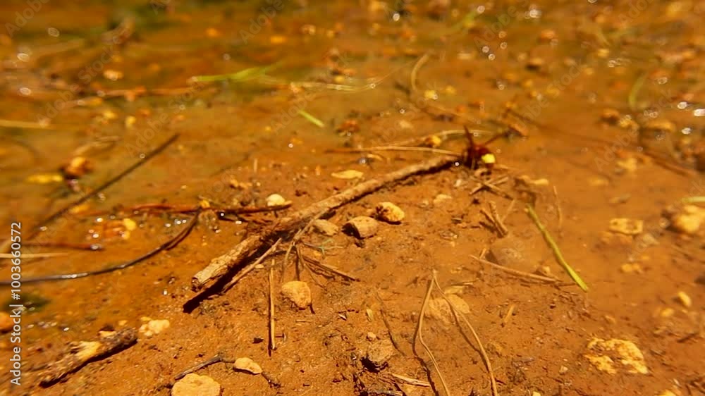 Oriental Hornet (Vespa orientalis) drinking from a water trough. Urban ...