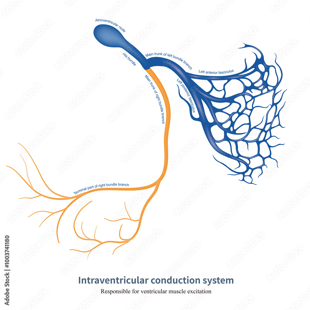 The conduction in ventricle is mainly divided into right bundle branch ...