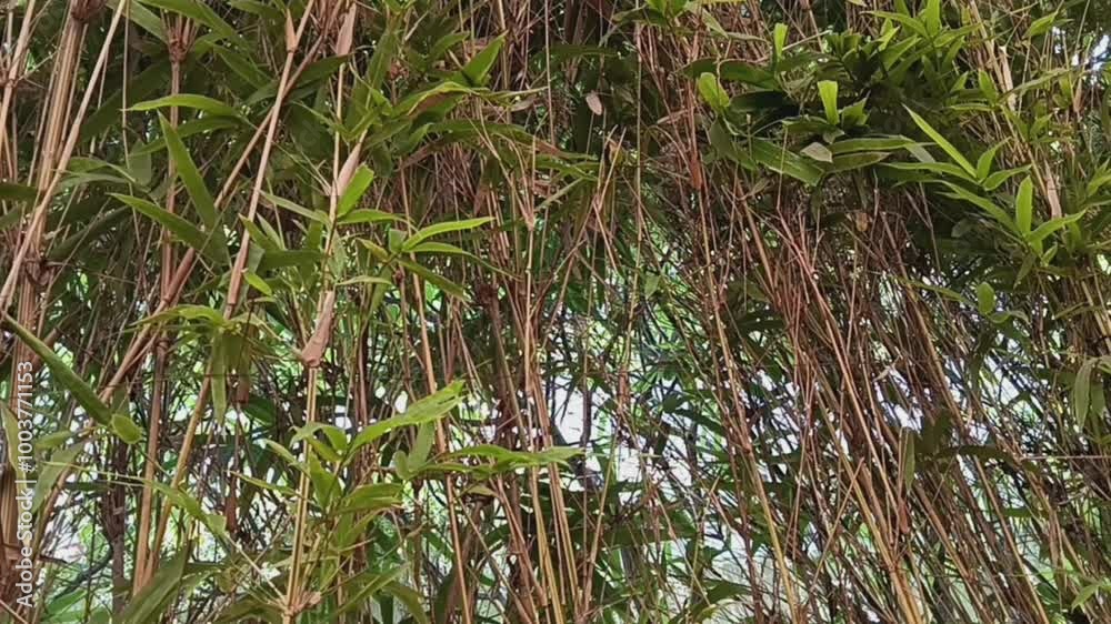 Close up of Bambusa multiplex foliage for green hedge and live fences ...