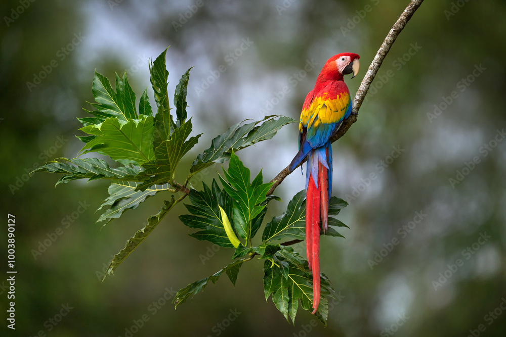 Nature Colombia. Pair of big Scarlet Macaws, Ara macao, two birds ...