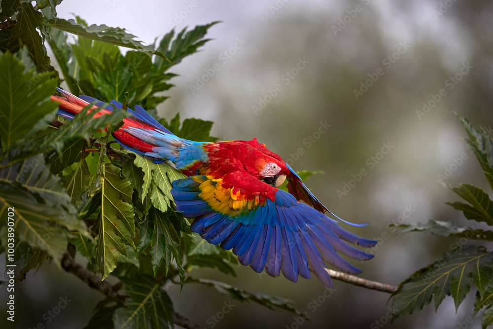 Nature Colombia. Pair of big Scarlet Macaws, Ara macao, two birds ...