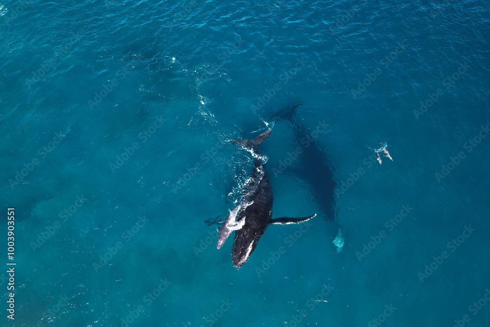 Aerial picture of humpback whales and dolphins playing together. Two ...