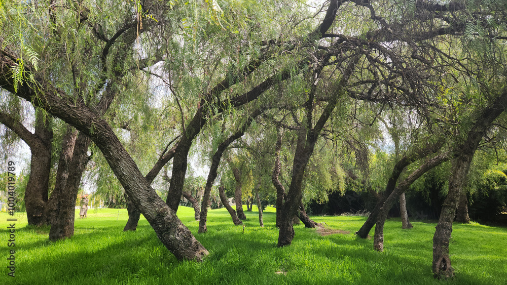 Peruvian pepper trees (Schinus molle) in a city park in Antalya in ...