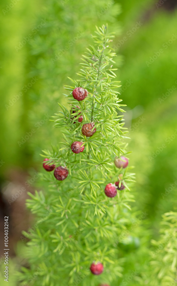 Red berries of the Asparagus fern, foxtail fern or plume fern ...