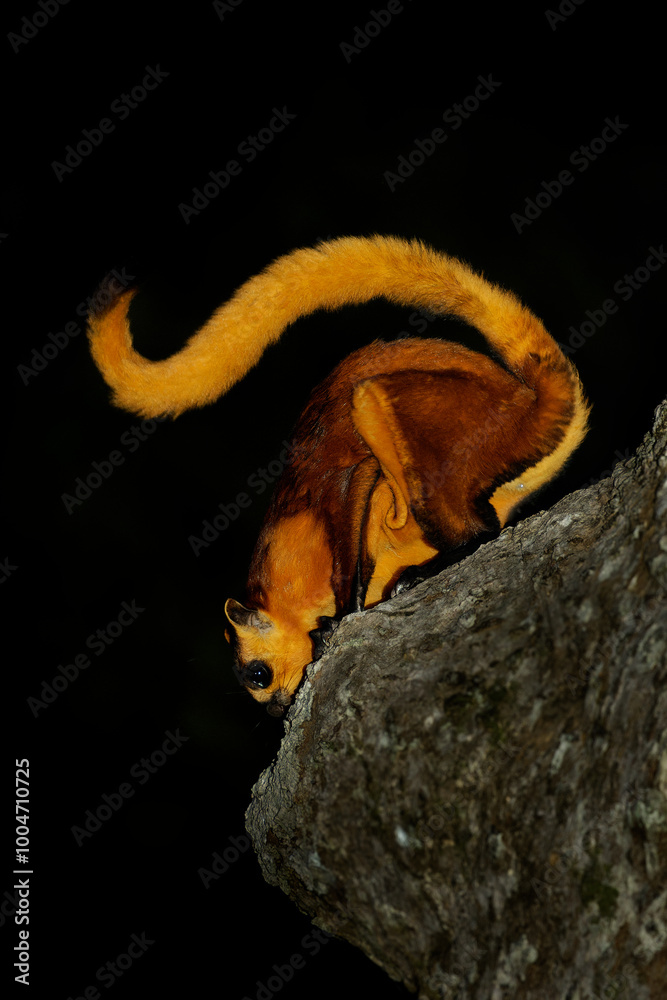 Red or Common giant flying squirrel - Petaurista petaurista, rodent in ...