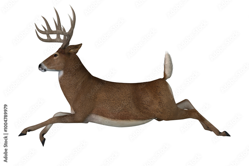 Whitetail Buck Bounding - The herbivorous White-tailed deer lives in ...