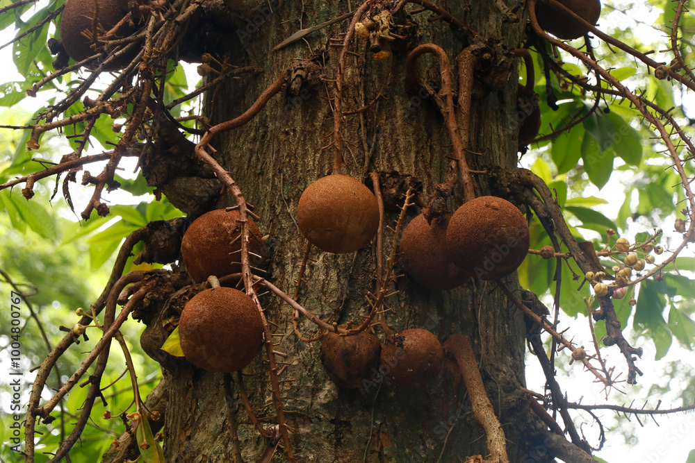 Couroupita guianensis, known as cannonball tree,is a deciduous tree in ...