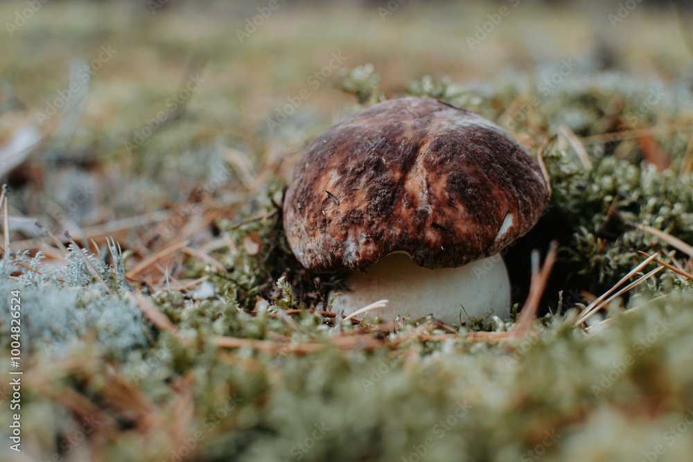 Single mushroom Boletus pinophilus, commonly known as the pine bolete ...