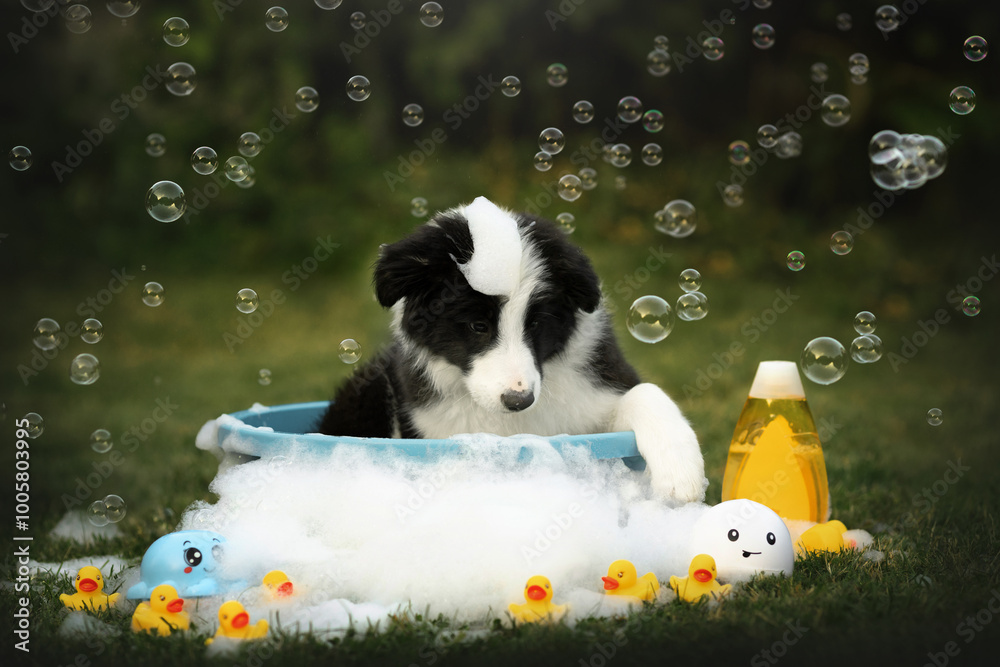 border collie cute puppy taking bubble buth in the yard with yellow ...