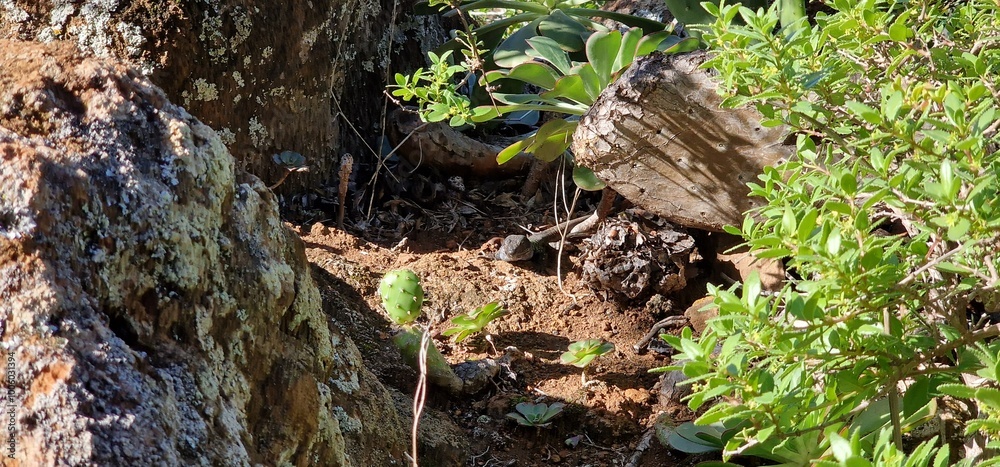 Gallotia galloti, also known commonly as Gallot's lizard, the Tenerife ...