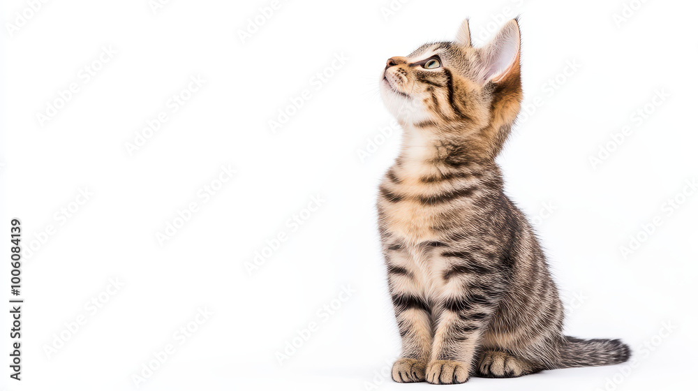 Toyger cat sitting and looking up against a white background showcasing ...