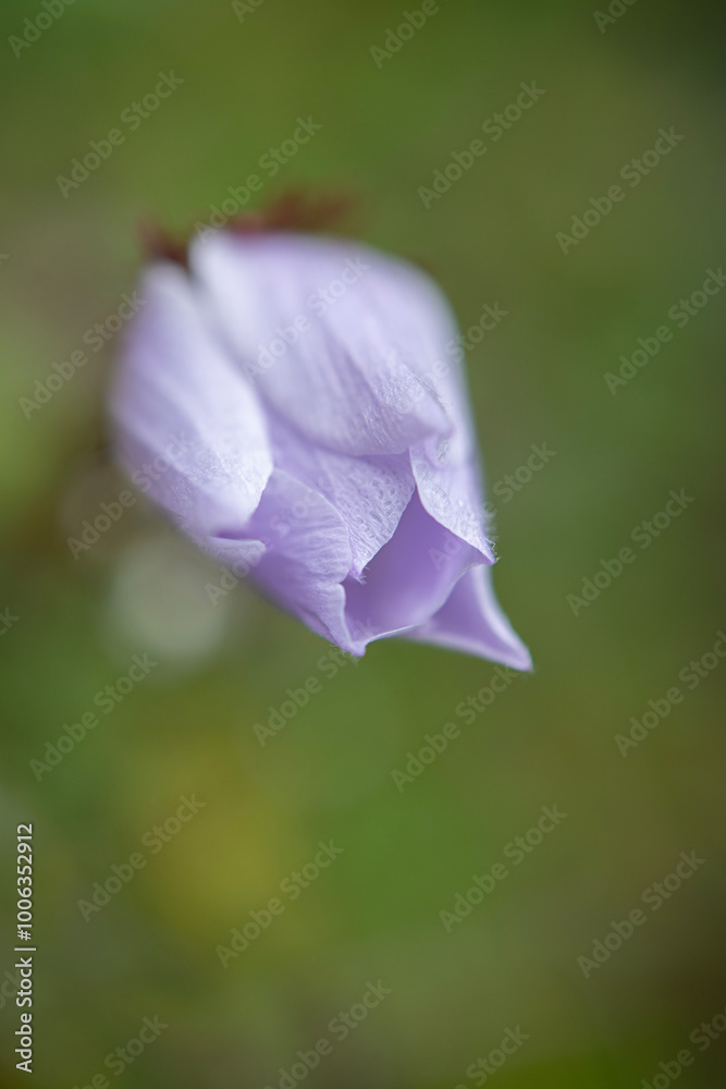 Lamier de Gargano, Lamier à grandes fleurs. Henbit deadnettle beautiful ...