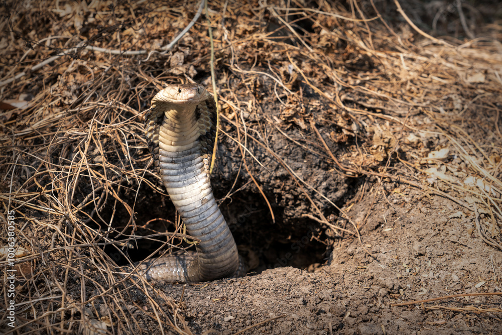 Dangerous venomous snake Monocled Cobra - Naja kaouthia raising its ...