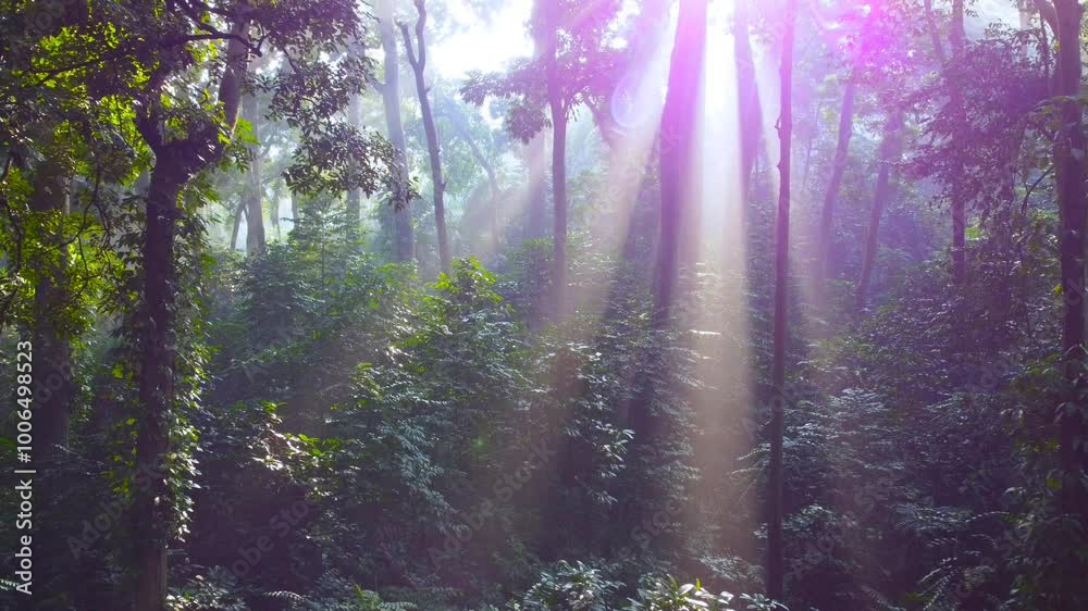Tropical forest or rainforest. Walk through dense forests as the sun ...