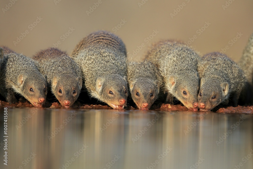 Zebra mongoose (Mungos mungo), adult, group, at the water, drinking ...