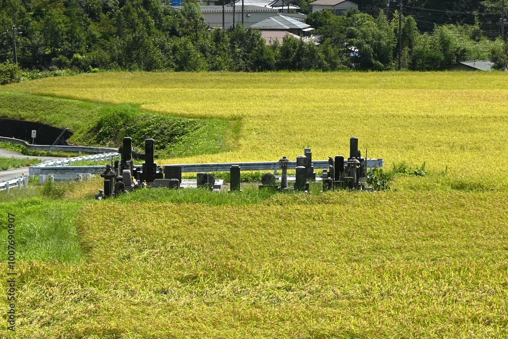 Cultivation and growth of rice. In Japan, where rice is the staple food ...