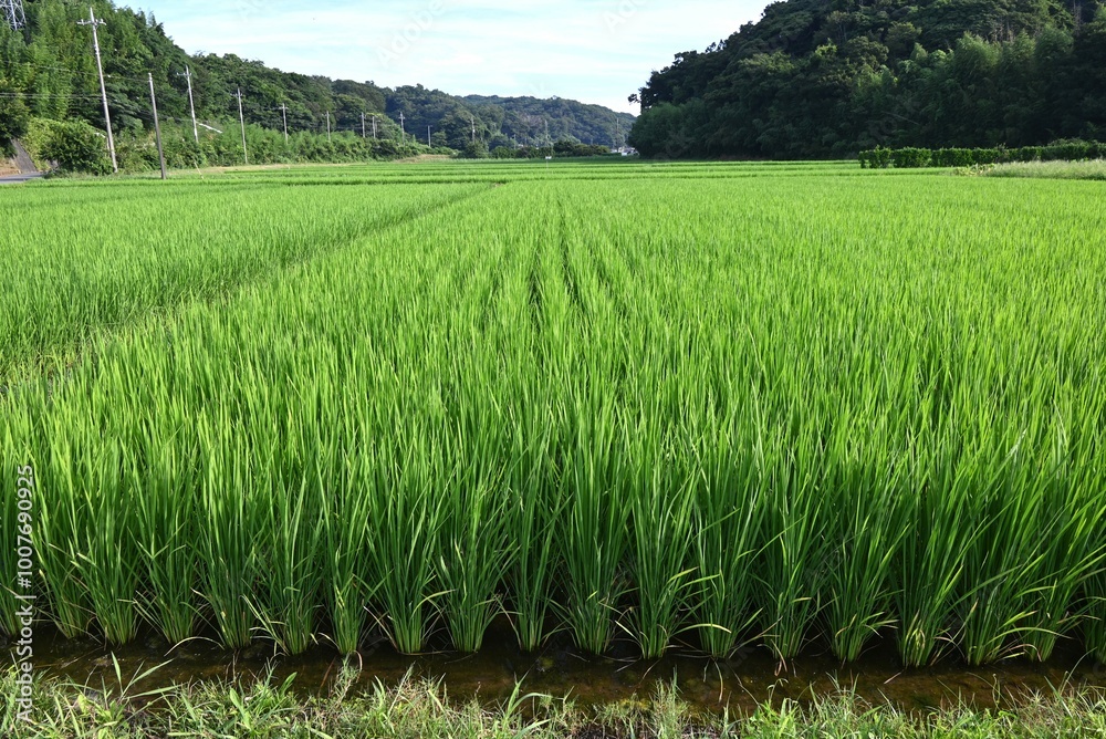 Cultivation and growth of rice. In Japan, where rice is the staple food ...