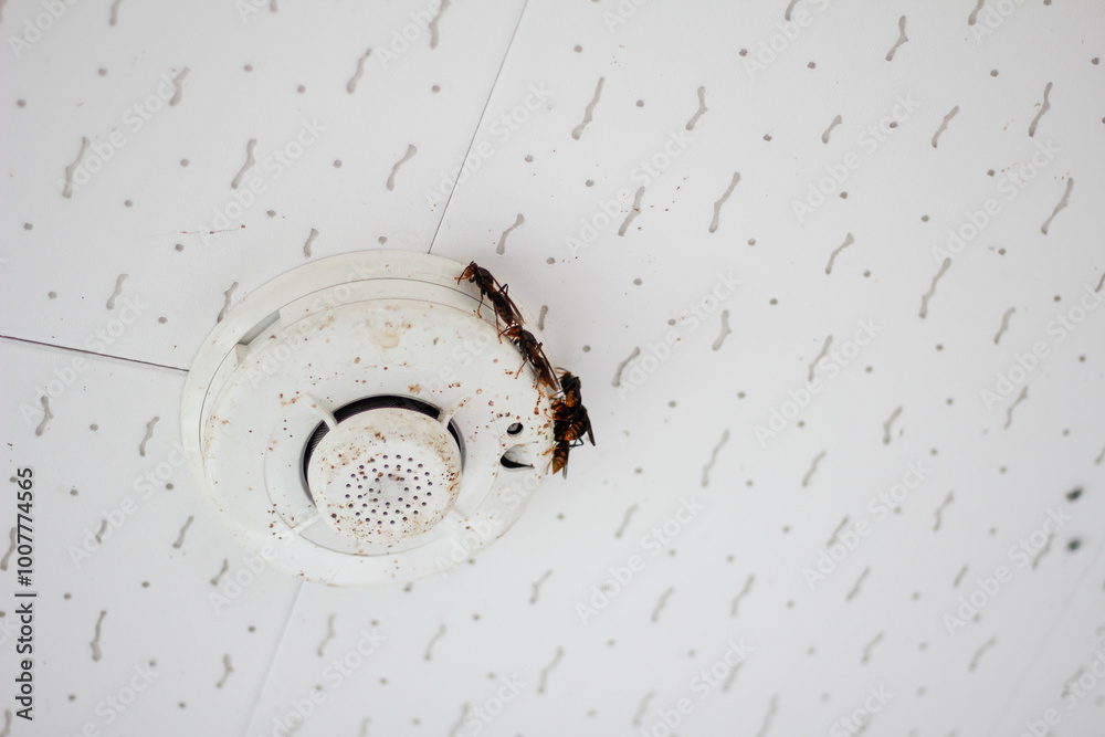 wasps congregate on smoke detectors. smoke detector fire alarm detector ...