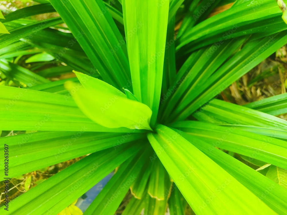 Pandanus amaryllifolius green leaf background. Foliage background ...