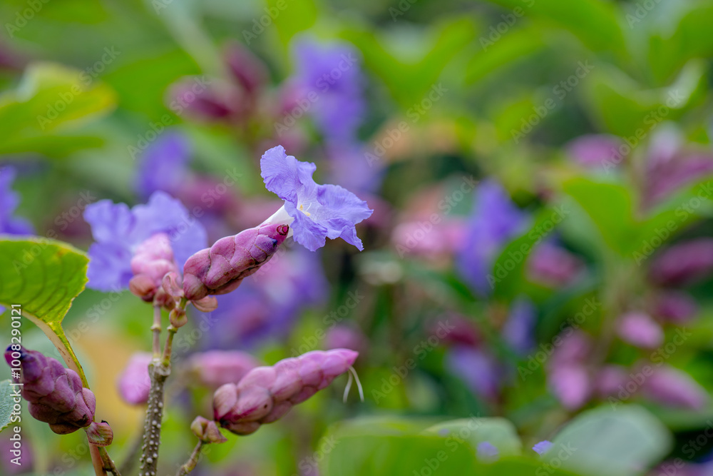 Fully bloomed flower of Strobilanthes callosa commonly known as Karvi ...