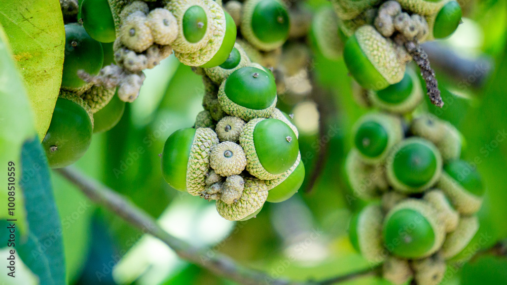 Lithocarpus fruit. Trees rarely to 20 m tall. Lithocarpus is a genus in ...