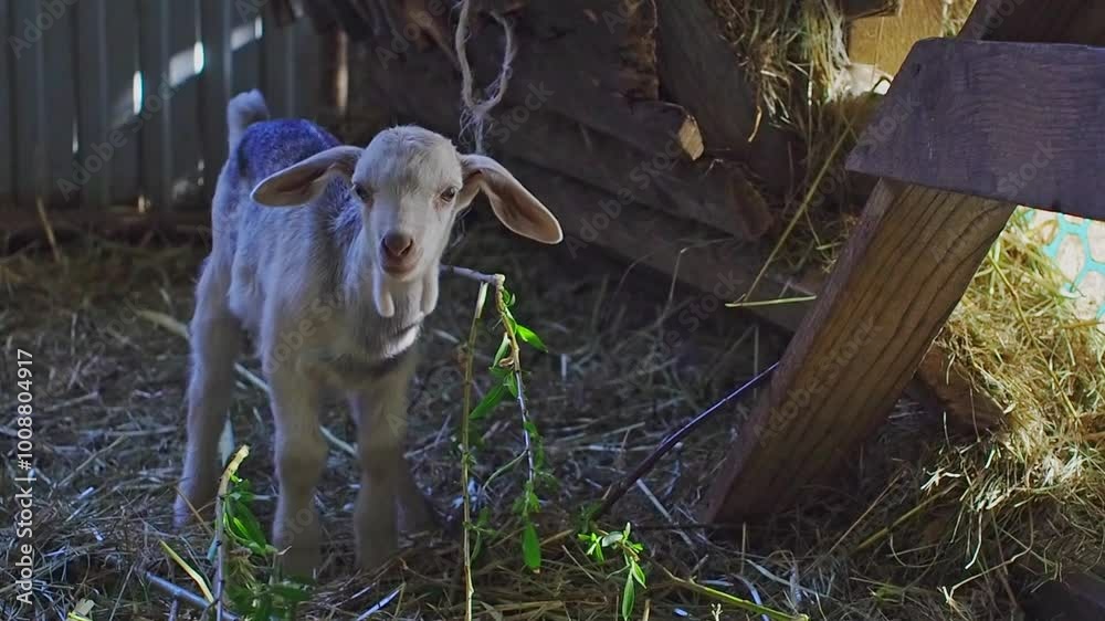 Goat in a goats farm, animal goat in rural farm. Stock Video | Adobe Stock