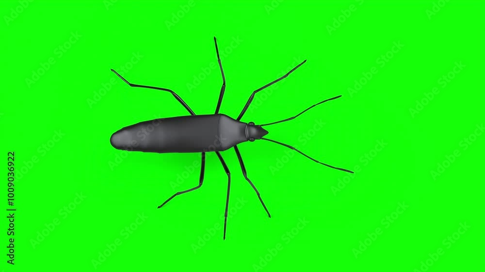 Top down view of a small black bug walk animation loop on green screen ...