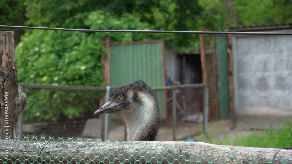 A close-up view of the face of an Emu behind a fence in a zoo, the ...