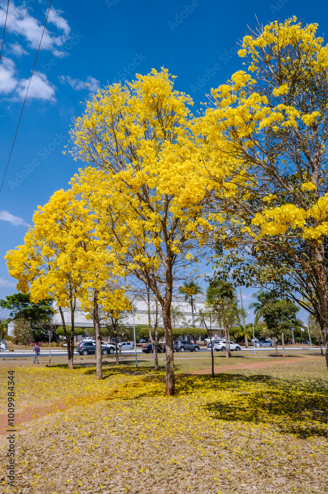 Poster Yellow ipe tree, Tabebuia chrysantha, ipe-amarelo is National ...